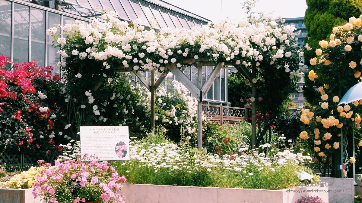 【京成バラ園】関東最大級のバラ園のおすすめポイント | まお太の愉しみ