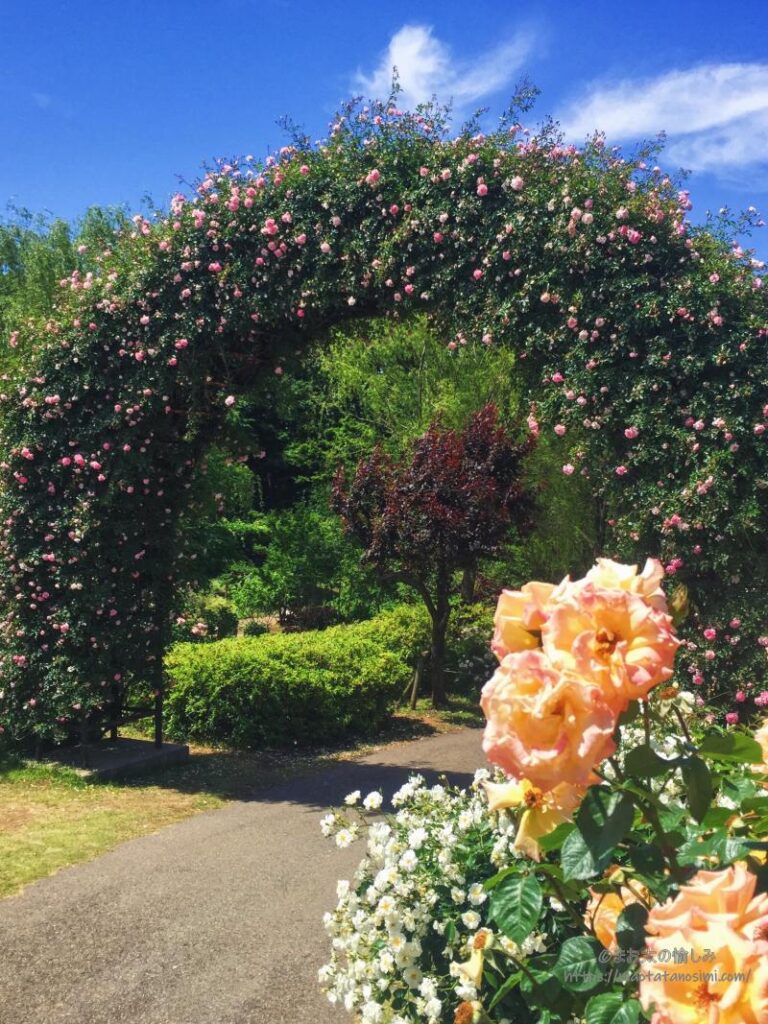 【京成バラ園】関東最大級のバラ園のおすすめポイント | まお太の愉しみ